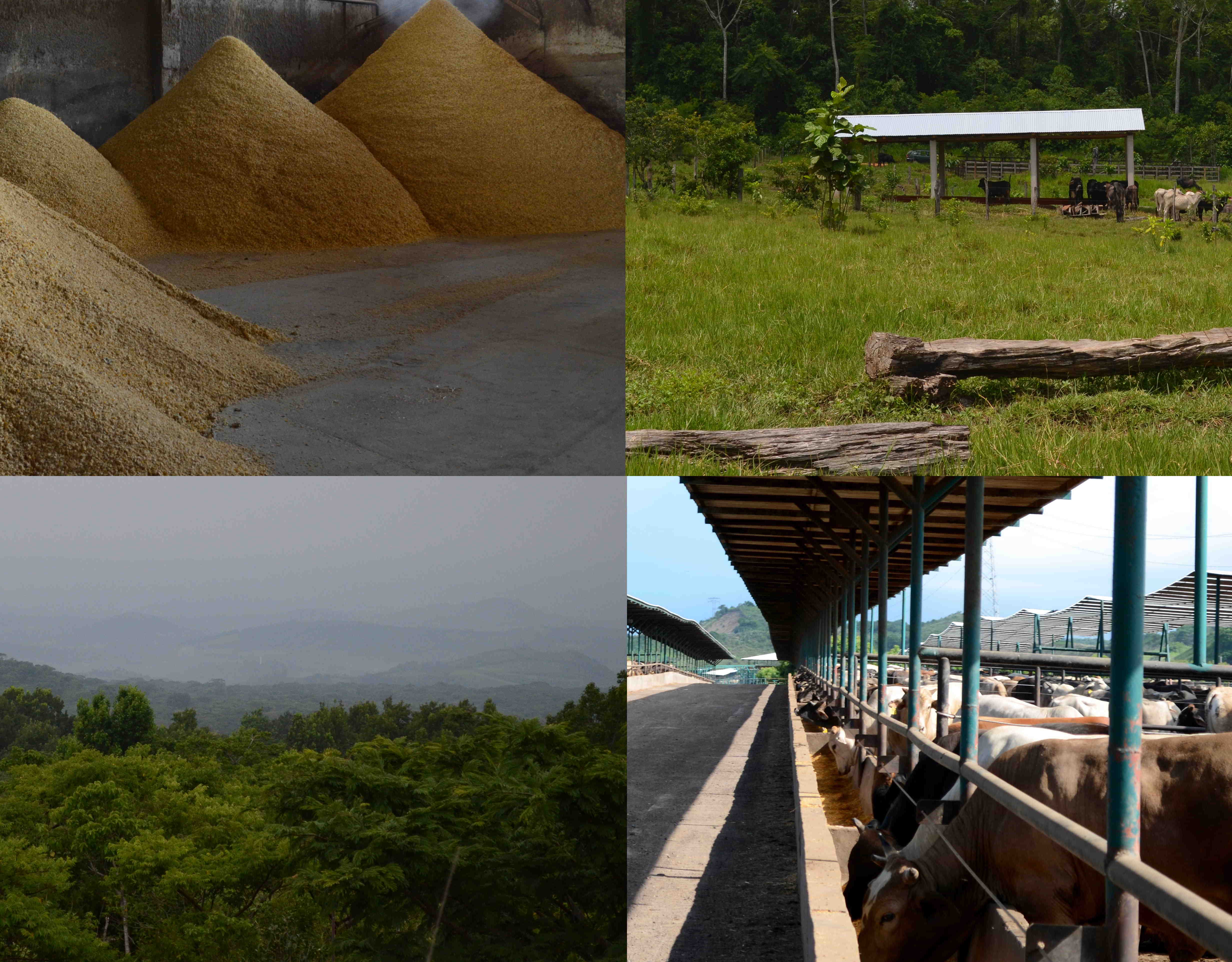 Geography Colloquium: Linking Land Change to Agri-food Networks - The ...